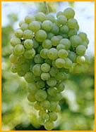 Grillo white wine variety