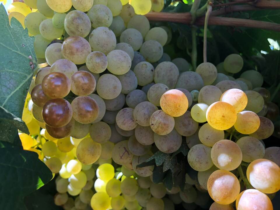 Rare varietals in Australia