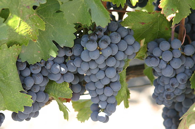 Malbec Red Wine Variety